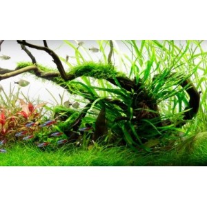 Low-Priced Aquarium Mounting Products | Aquatic Warehouse